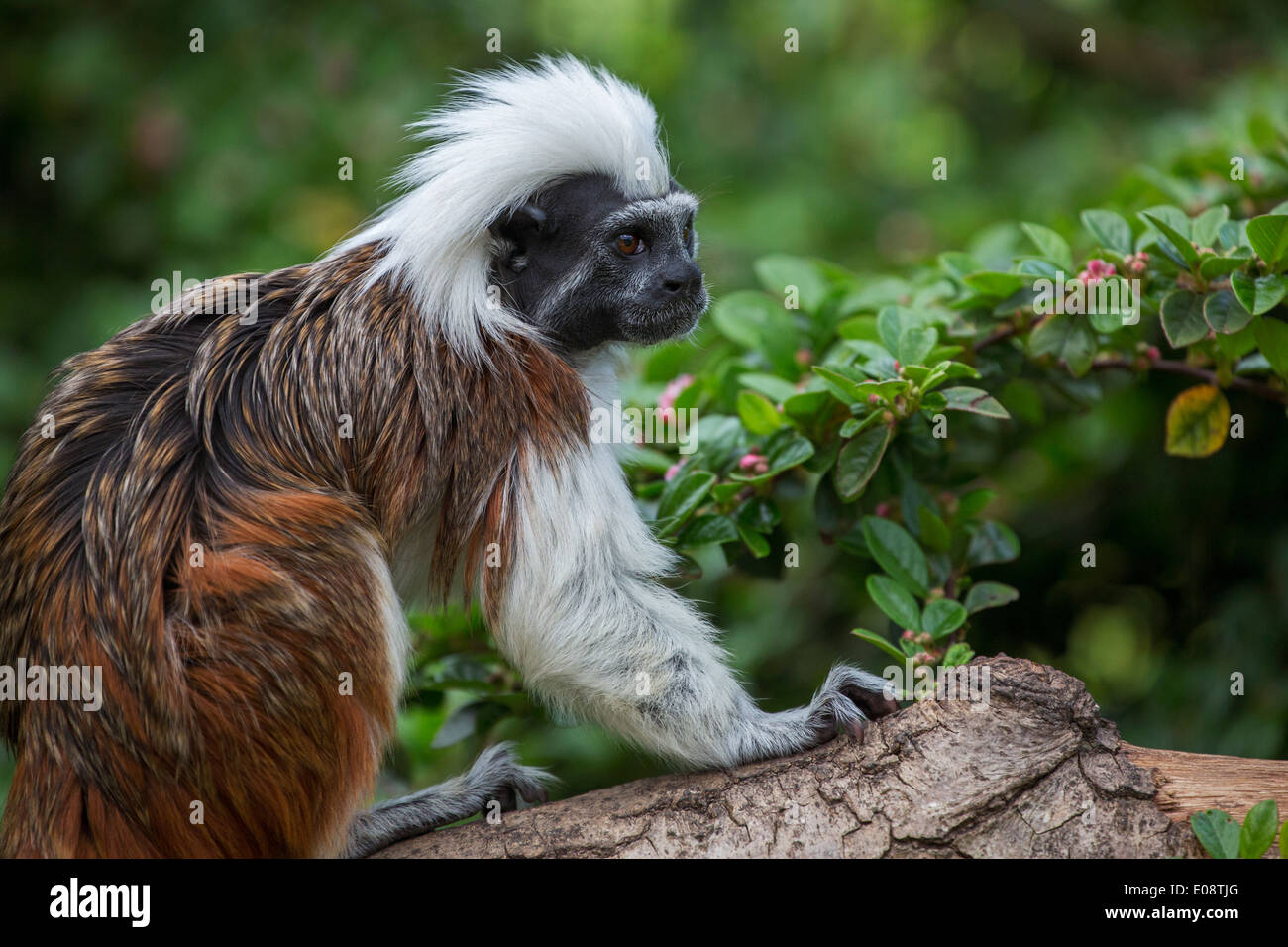 Cotton top tamarin hi-res stock photography and images - Alamy