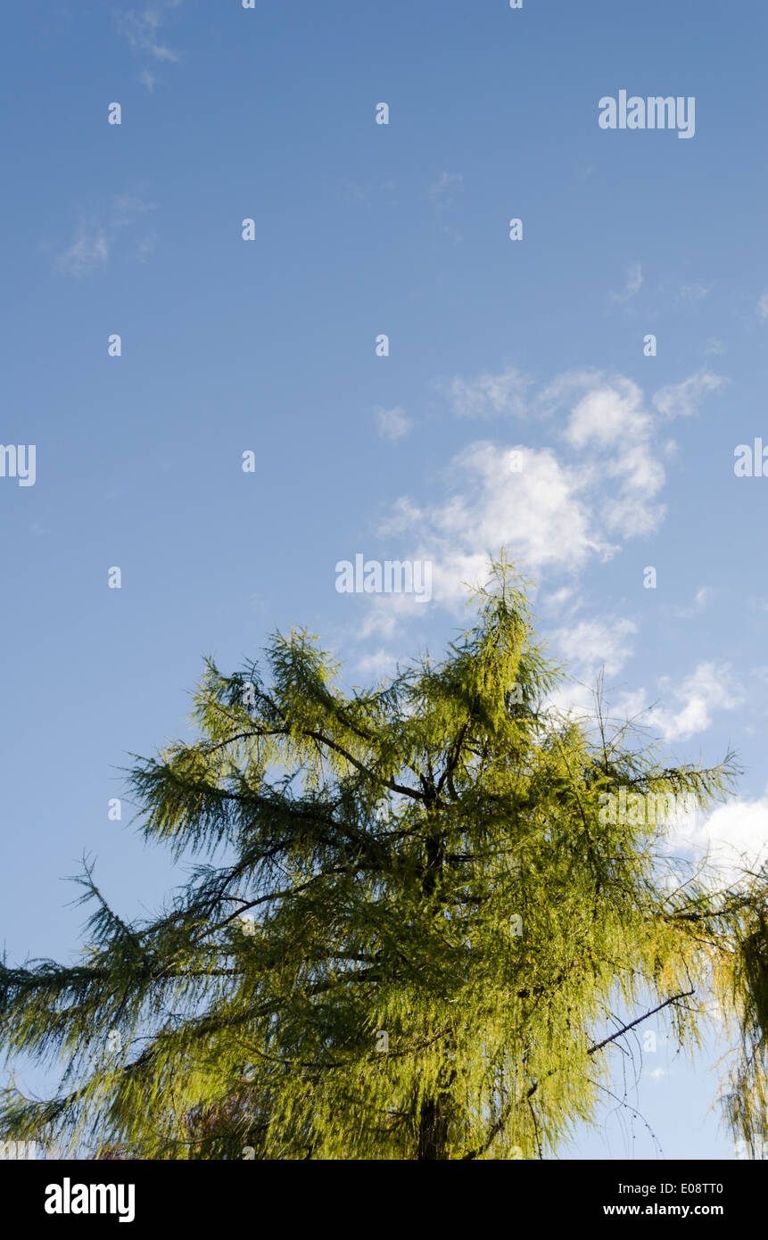 green larch tree top on blue sky background Stock Photo - Alamy