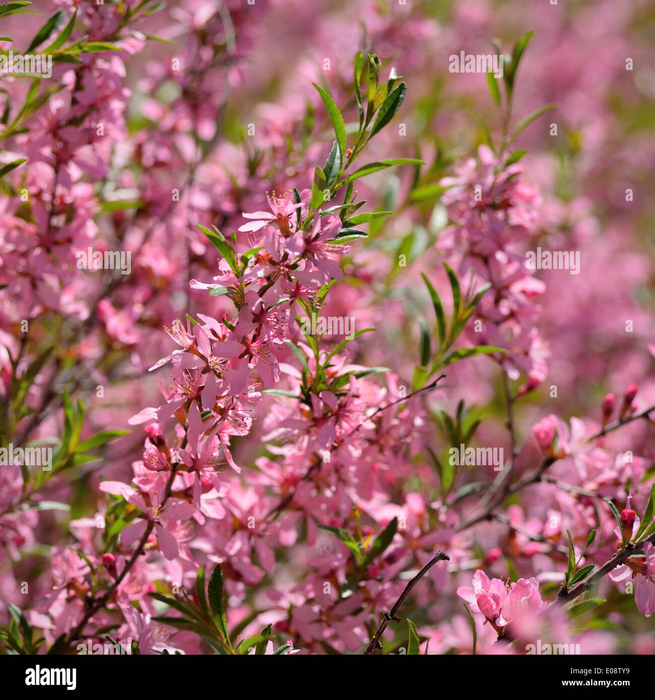 Prunus Tenella High Resolution Stock Photography and Images - Alamy