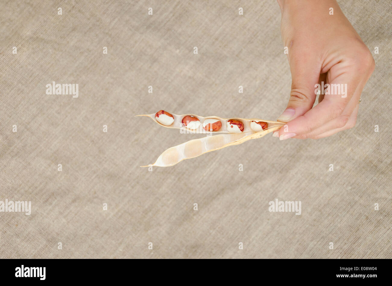 female hand hold small open pod with brown white beans on linen texture ...