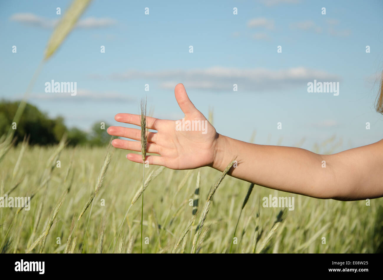 green rye kernel along the soft female hand Stock Photo - Alamy