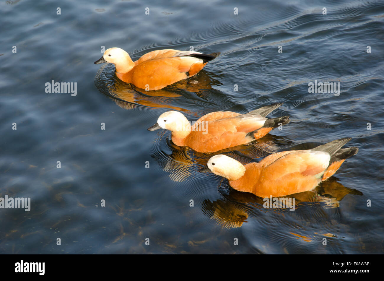 Poultry and ducks swimming hi-res stock photography and images - Alamy