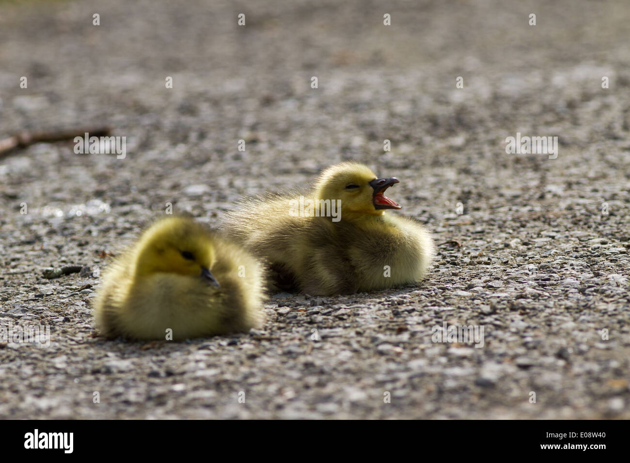 Lost gosling hi-res stock photography and images - Alamy