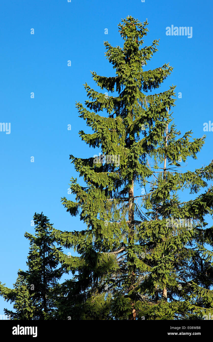 Tall pinetree hi-res stock photography and images - Alamy