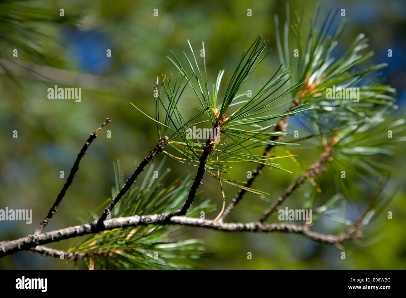 Pinetree pine leaves hi-res stock photography and images - Alamy