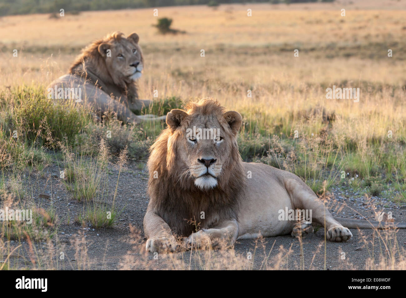 Lions (Panthera leo), Mountain Zebra National Park, Eastern Cape, South ...