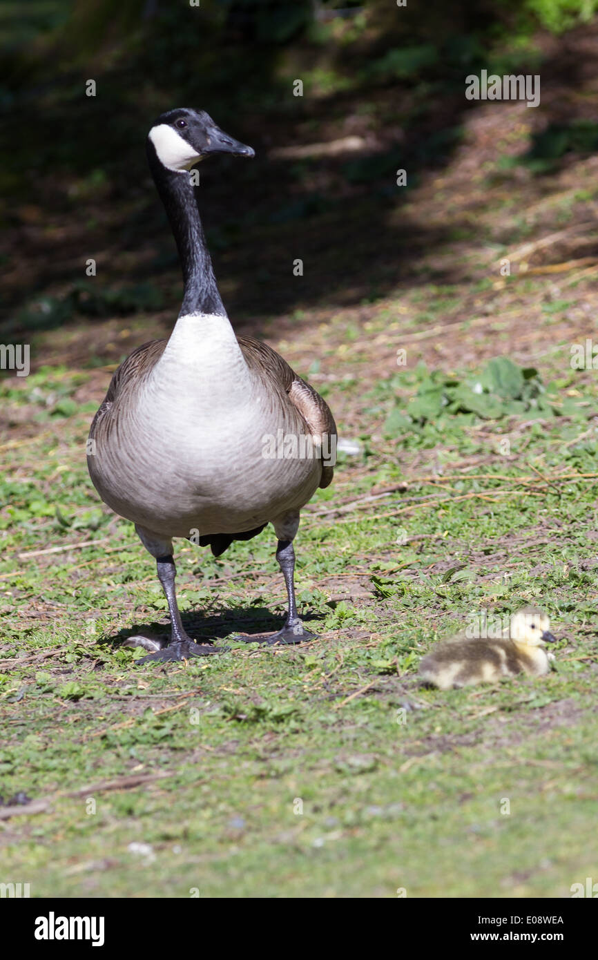 Adult with gosling hi-res stock photography and images - Alamy