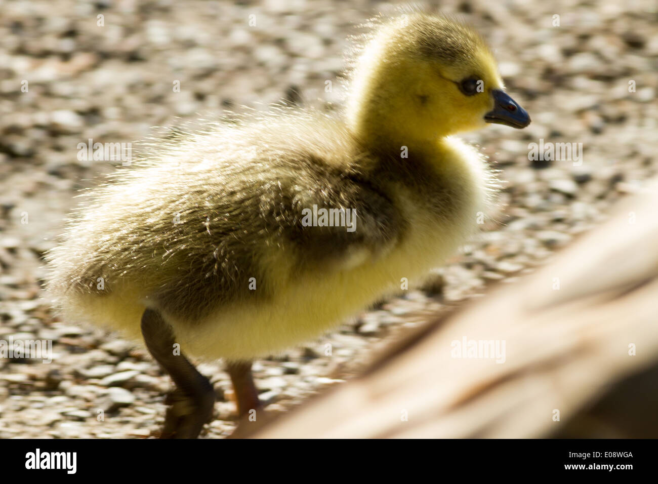Canada goose and gosling hi-res stock photography and images - Alamy