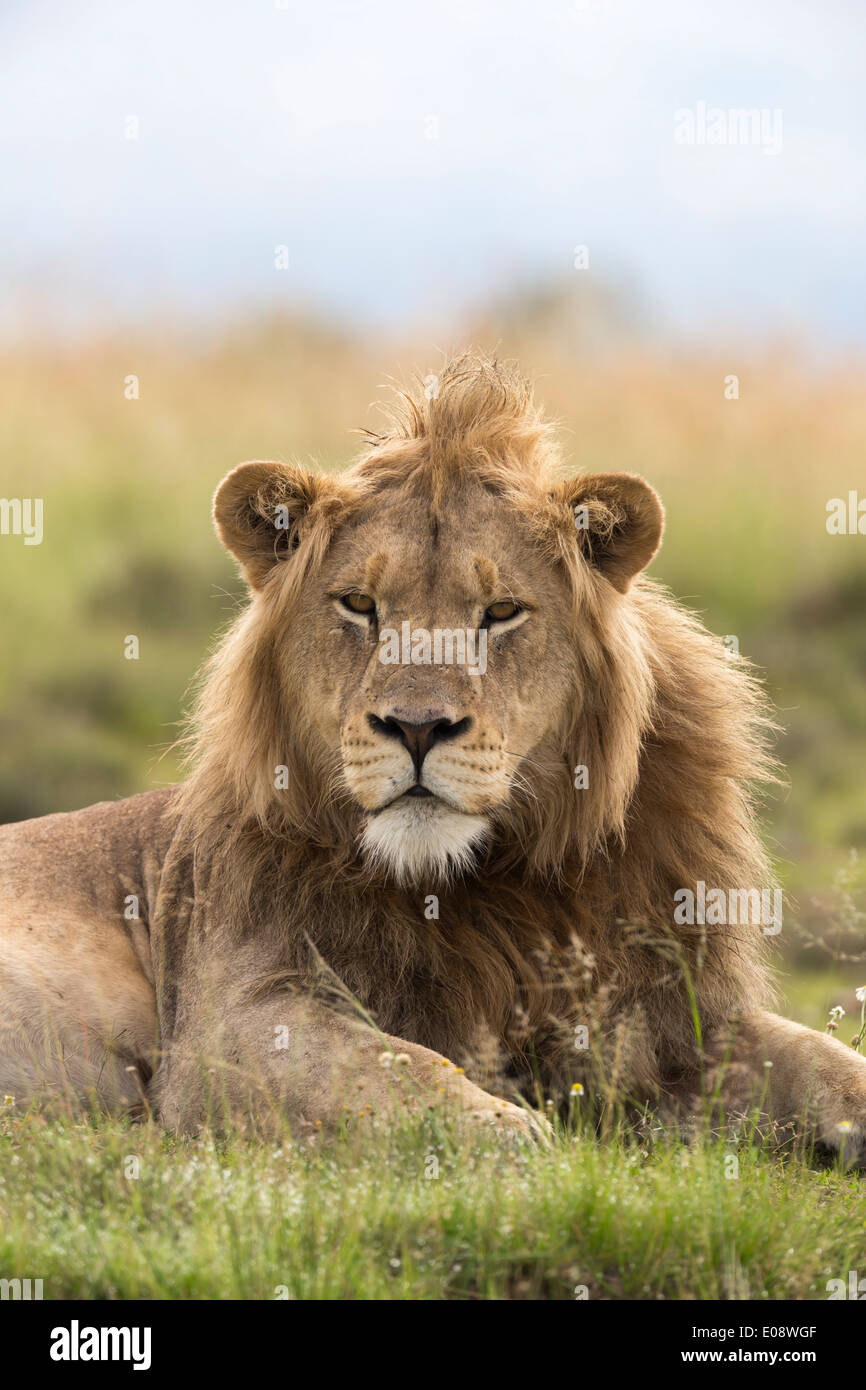 Lion panthera leo male zebra hi-res stock photography and images - Alamy