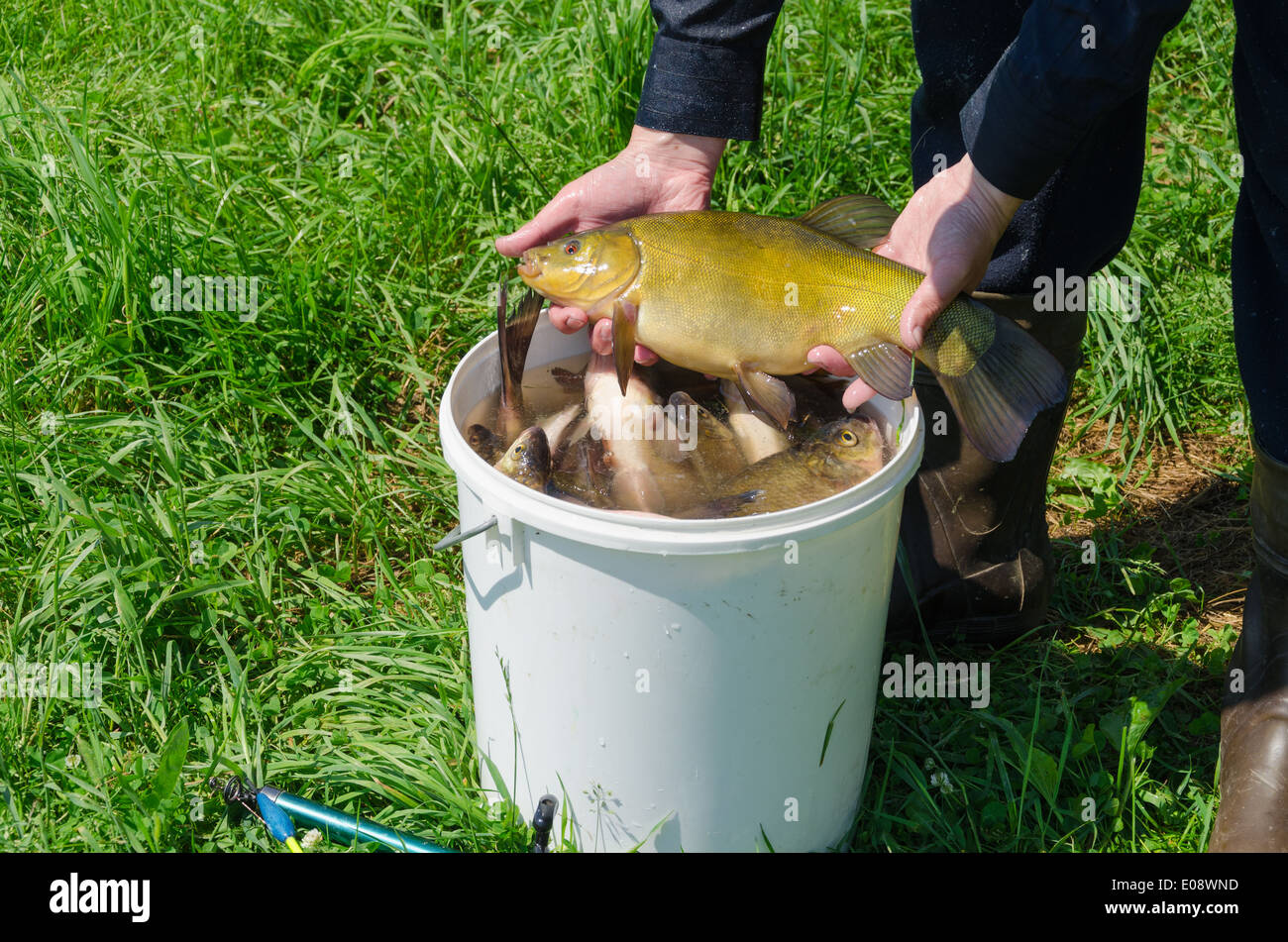 Tench fish hi-res stock photography and images - Alamy