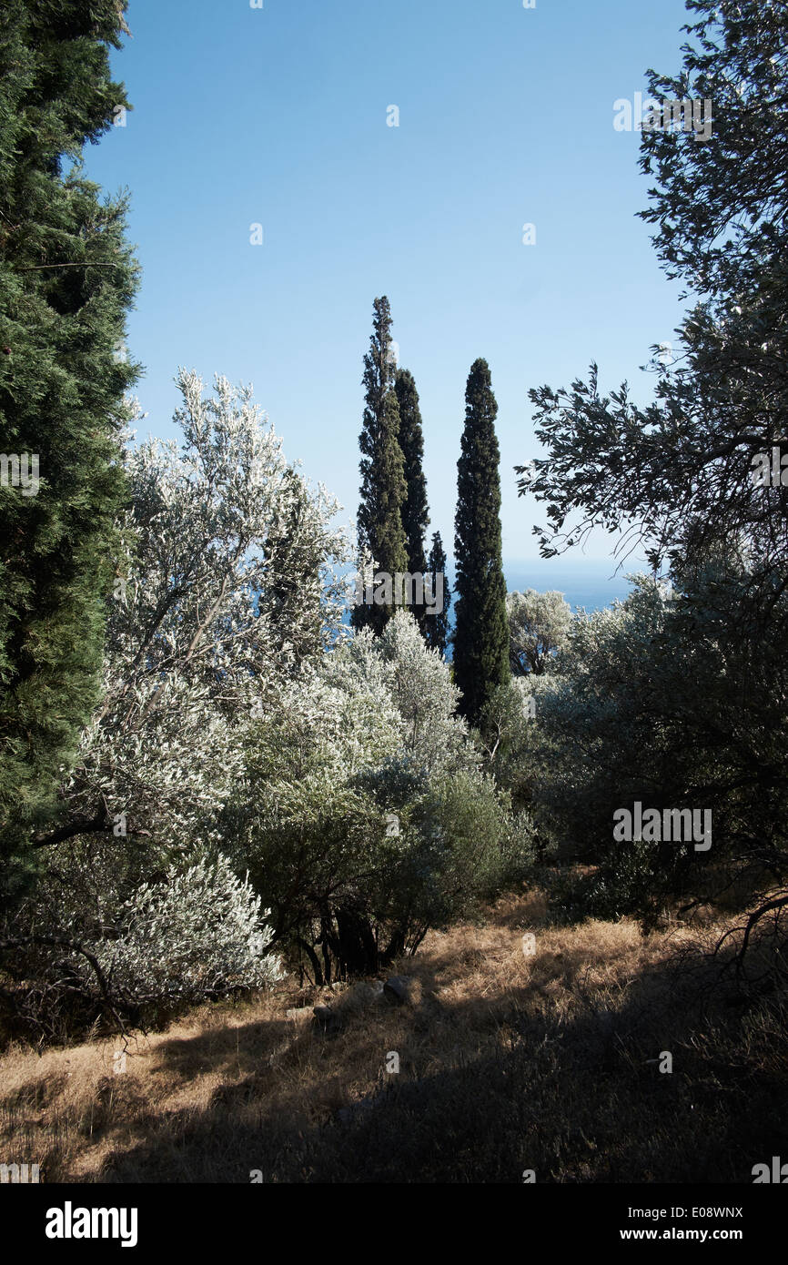 Olive trees greece hi-res stock photography and images - Alamy