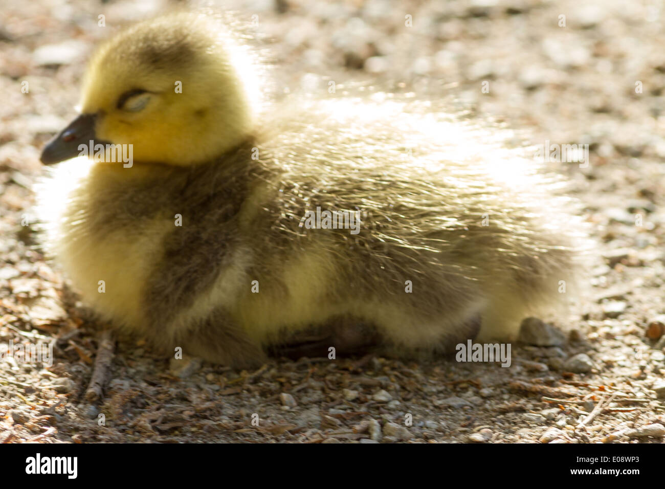 Canada goose cute bird hi-res stock photography and images - Alamy