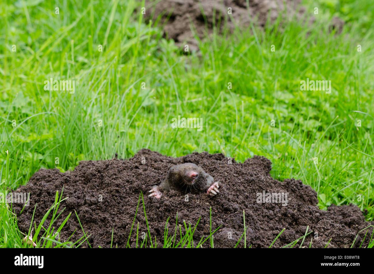 Mole put out his head from molehill hole. Enemy for beautiful lawn ...