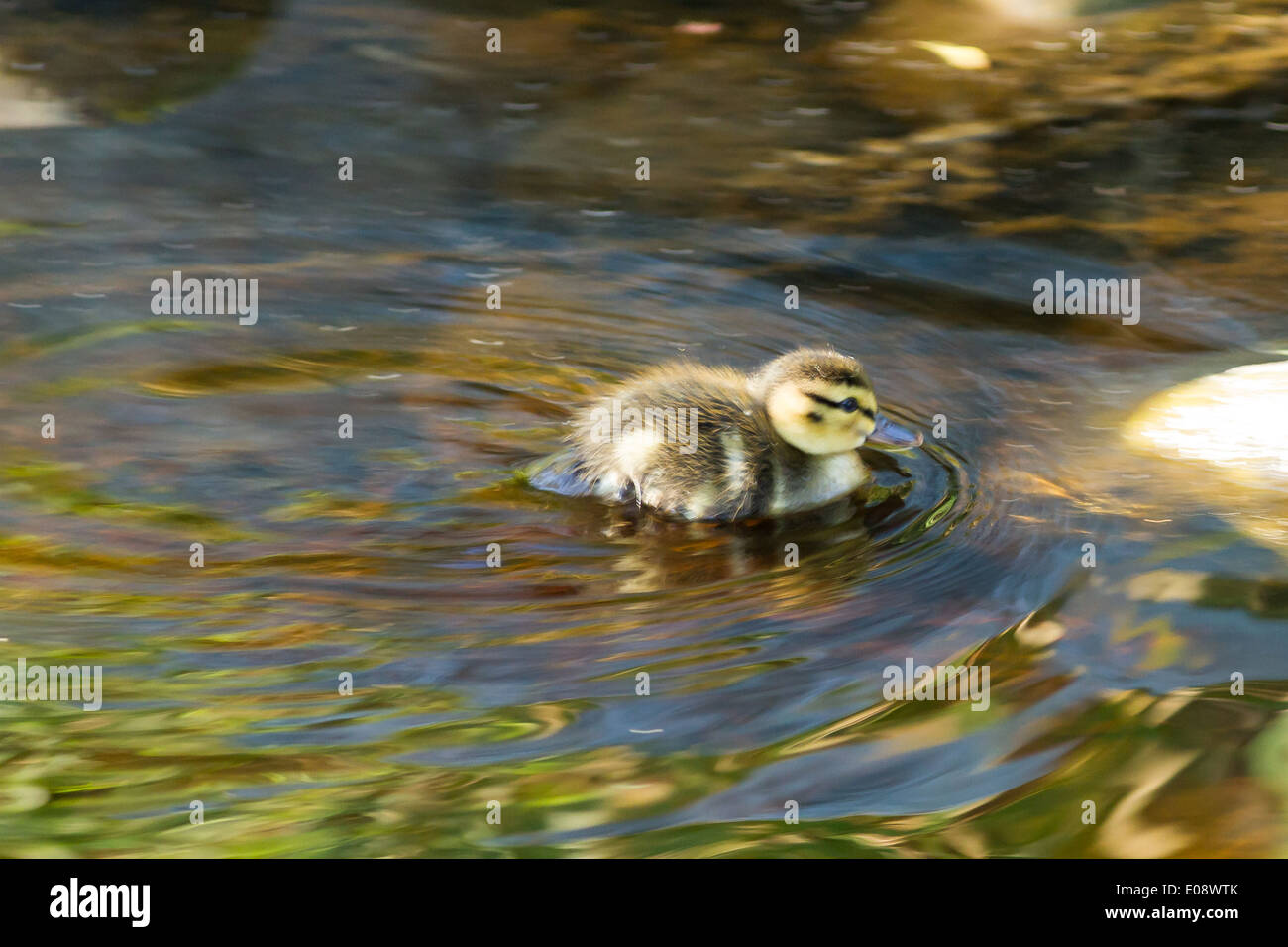 Baby duckling spring hi-res stock photography and images - Alamy