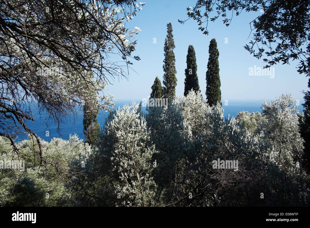 Greece cypress hi-res stock photography and images - Alamy