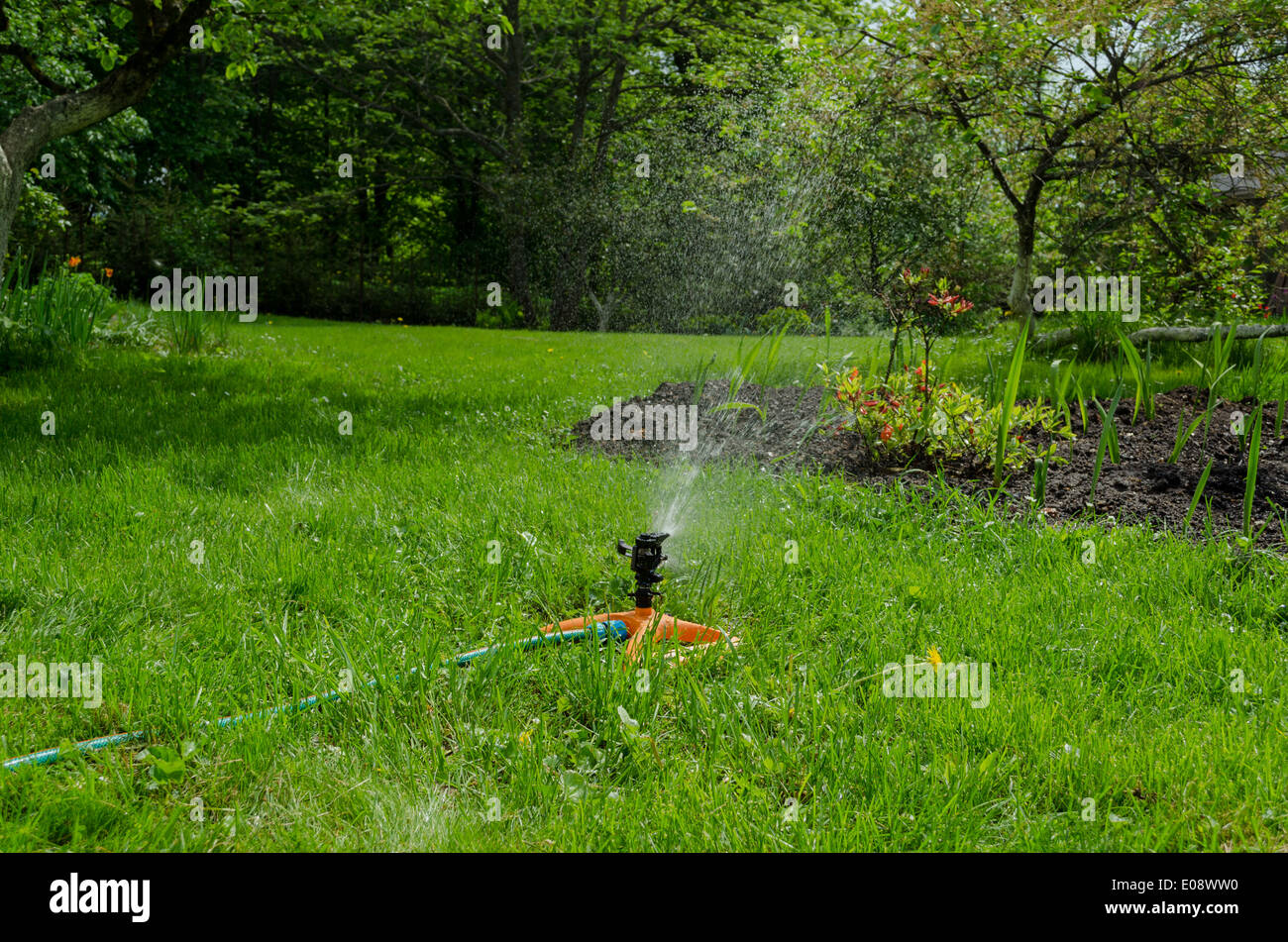 Sprinkling flower hi-res stock photography and images - Alamy