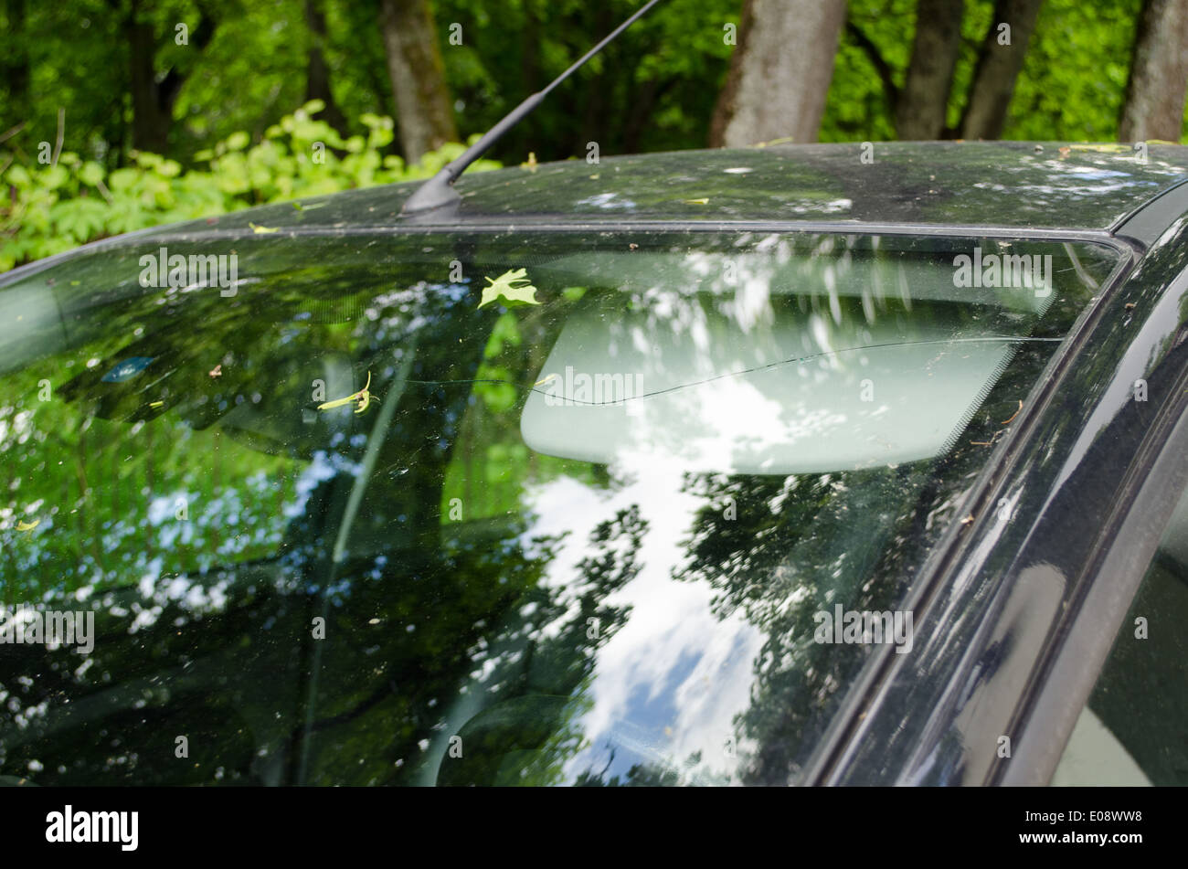 cracked windscreen front of the car with few tree leaves outdoor Stock ...