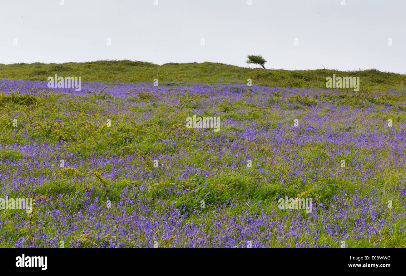Bluebell field in spring in England UK Stock Photo - Alamy