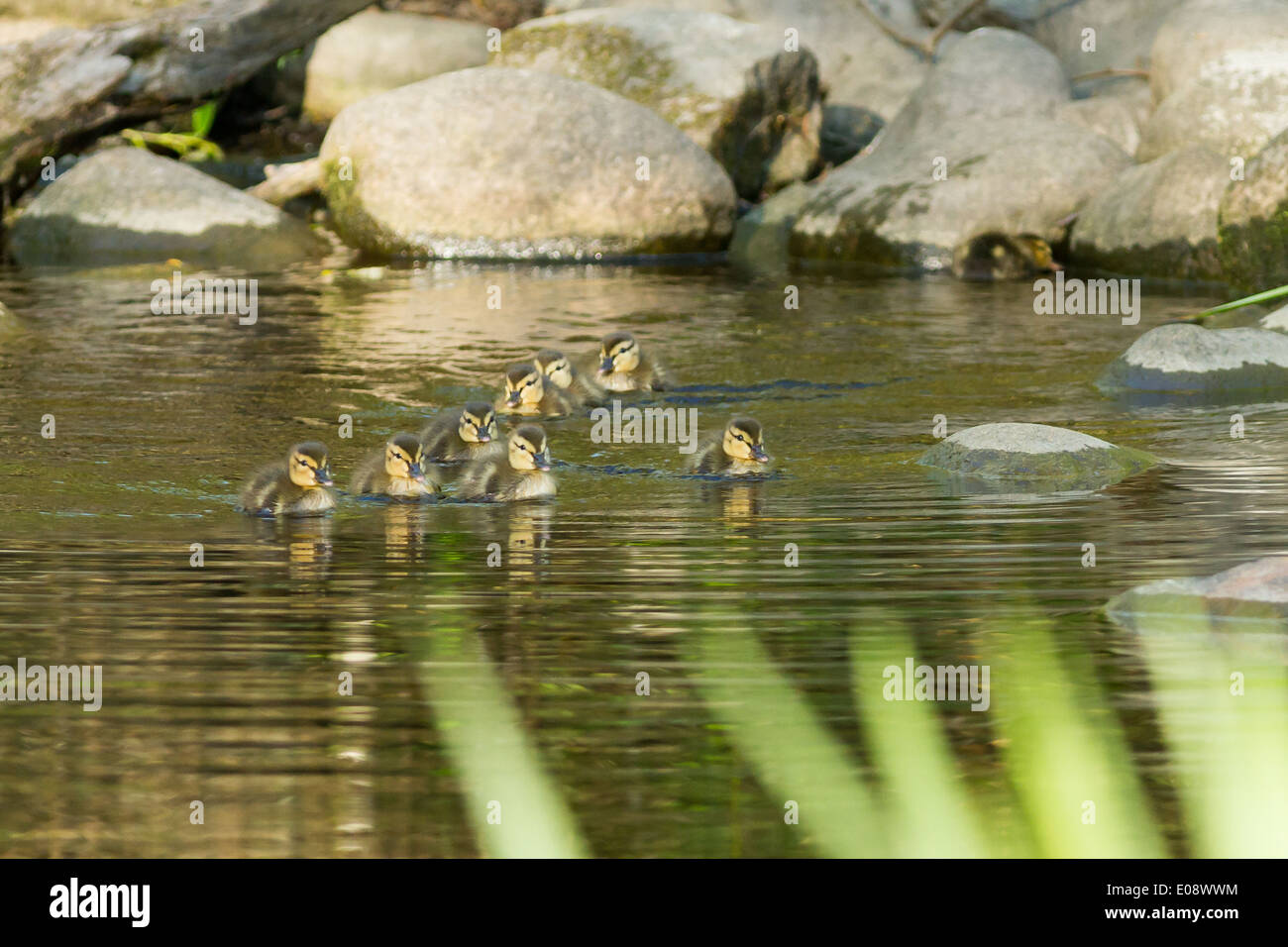 Duck raft hi-res stock photography and images - Alamy