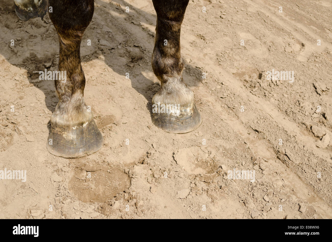 Horse hooves hi-res stock photography and images - Alamy