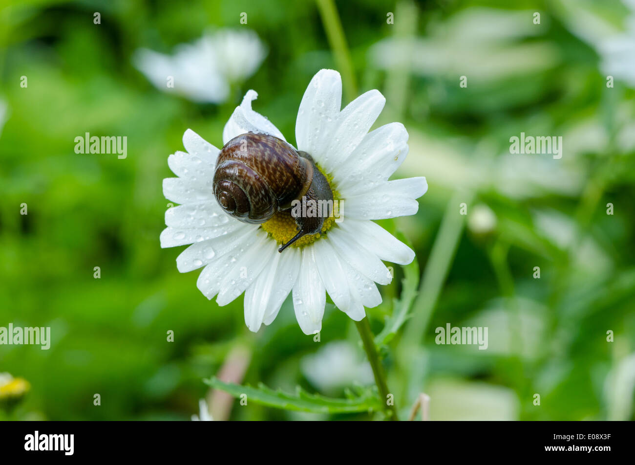White daisy green center hi-res stock photography and images - Alamy