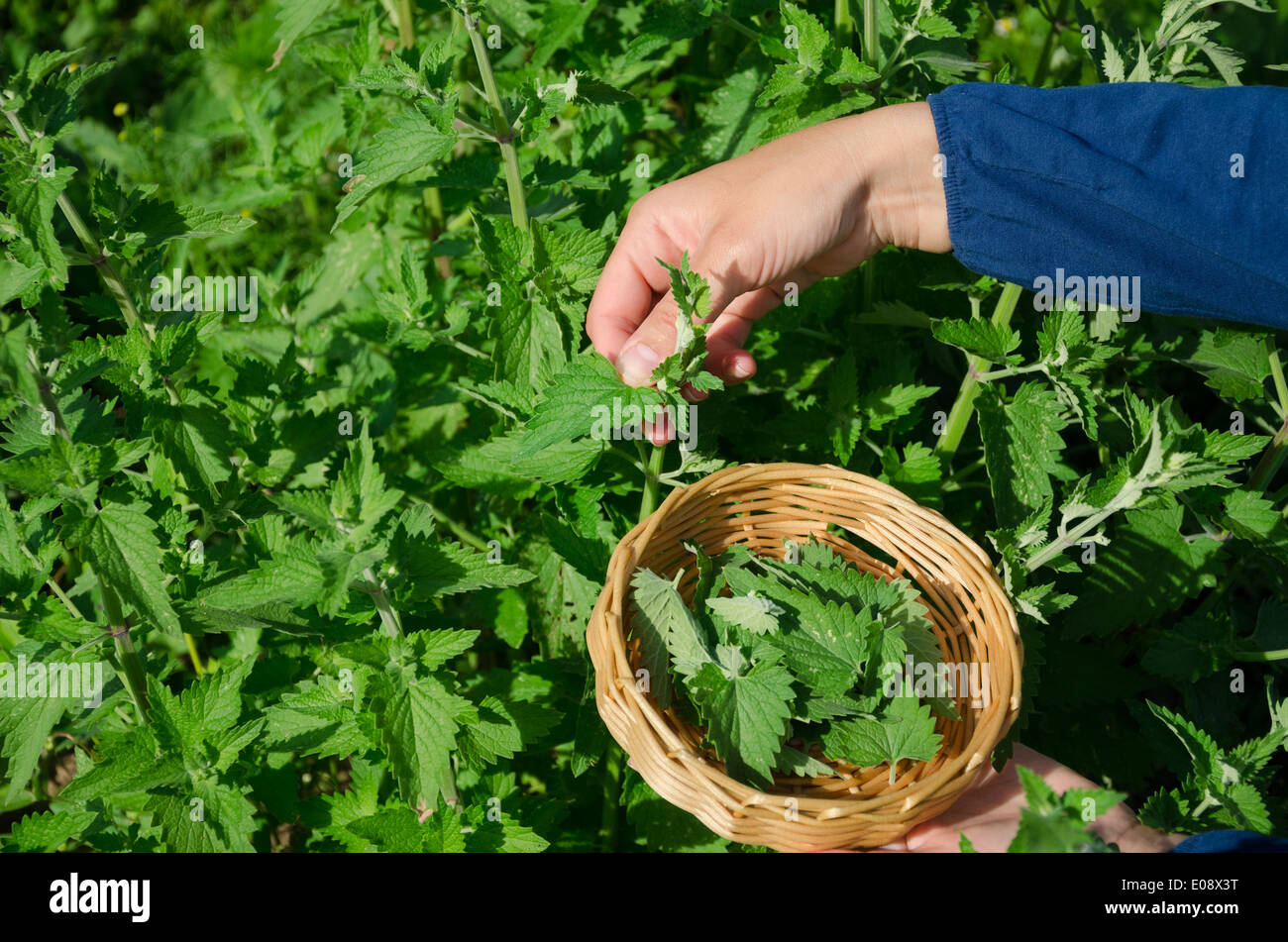gardener woman girl hand pick balm lemon-balm mint herbal plant leaves ...