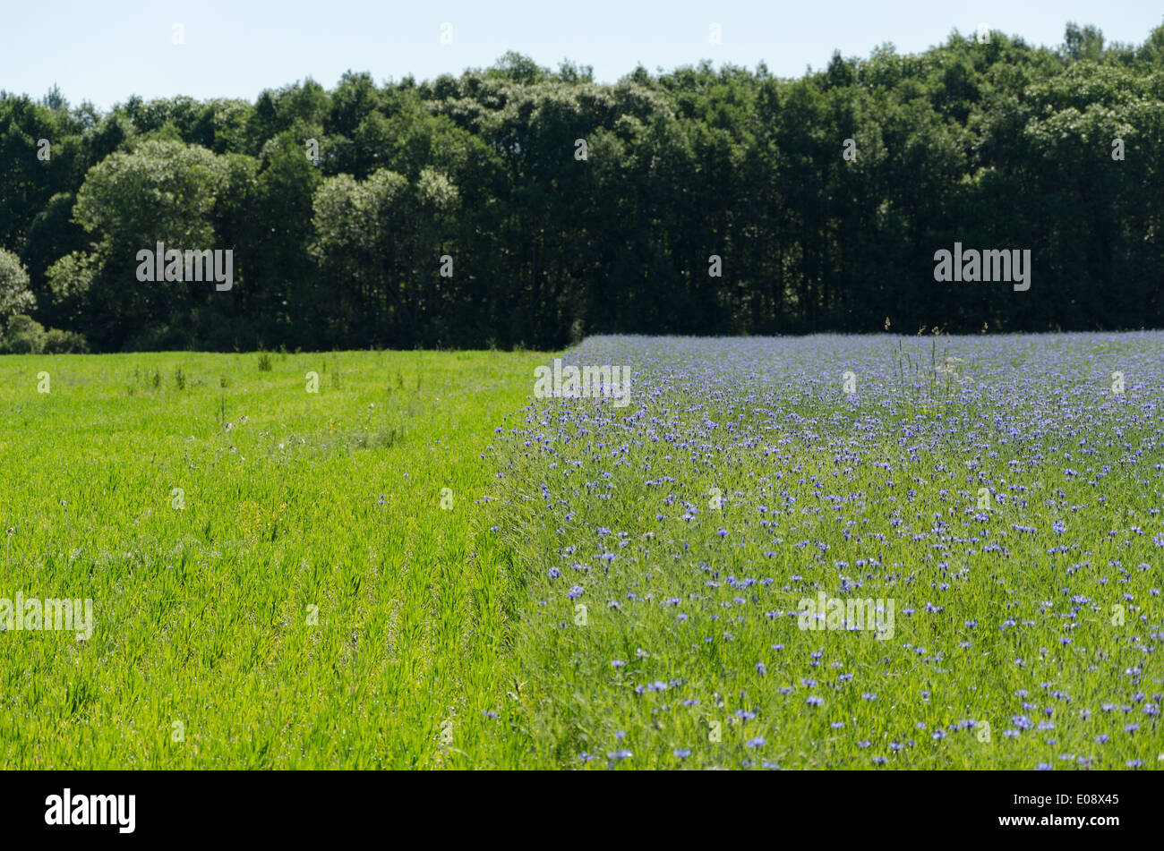Cornflower field hi-res stock photography and images - Alamy