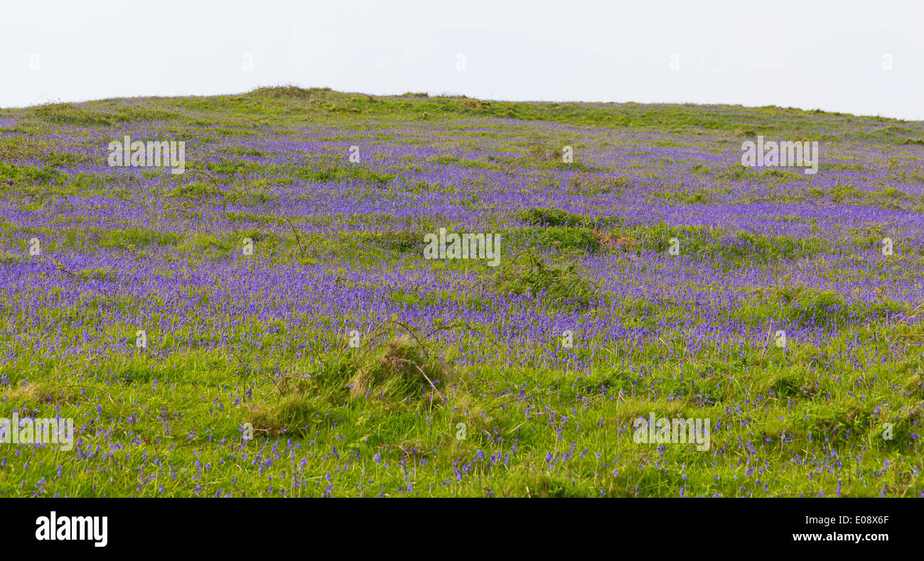 Bluebell field in spring in England UK Stock Photo - Alamy