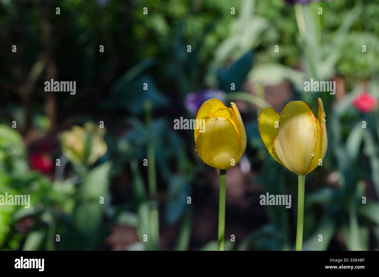 morning dew water drops on three yellow tulip flower buds blooms early ...
