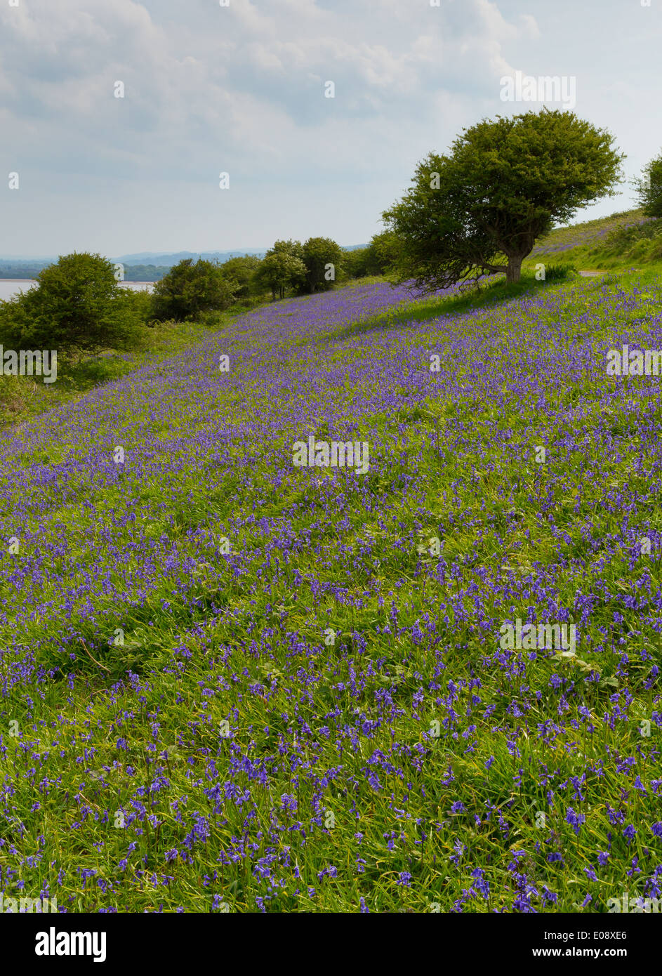 Bluebell field hi-res stock photography and images - Alamy