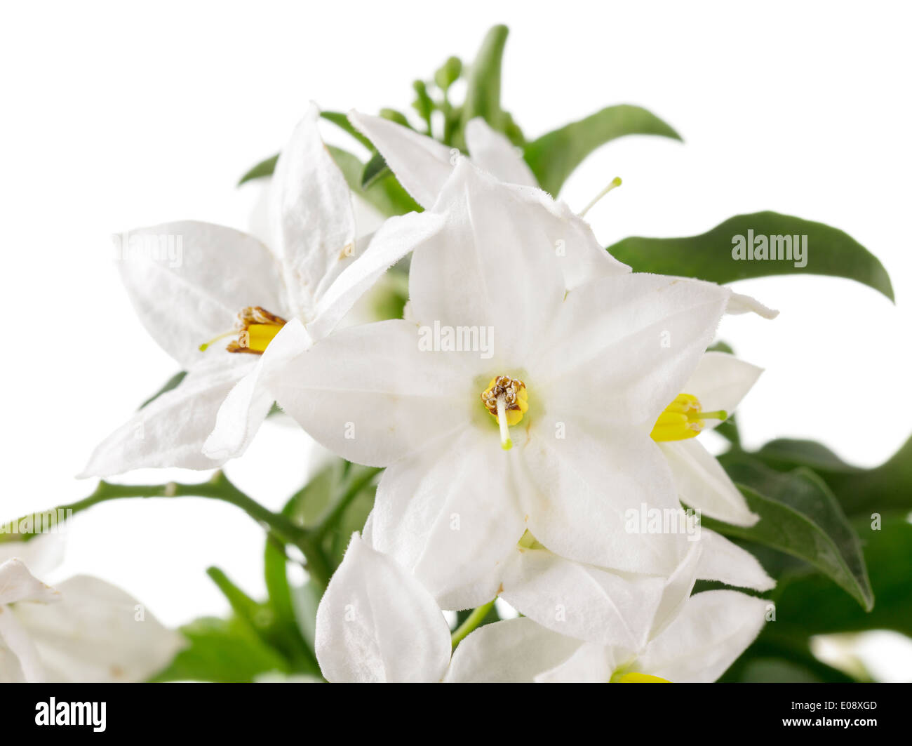Flowering Jasmine (Jasminum Stock Photo - Alamy