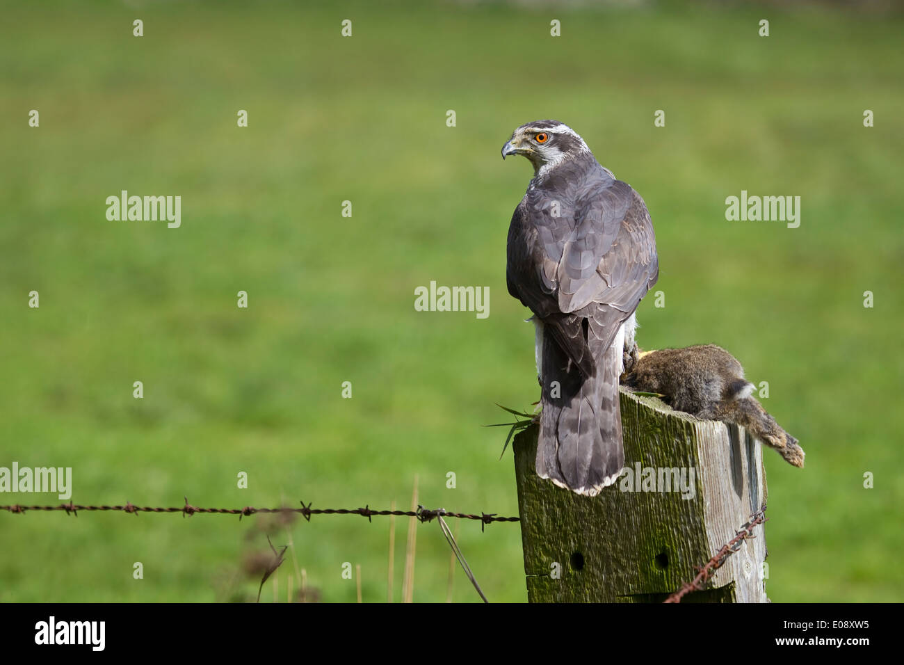 Goshawk hi-res stock photography and images - Alamy