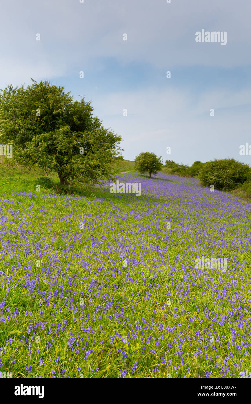 Bluebell field hi-res stock photography and images - Alamy