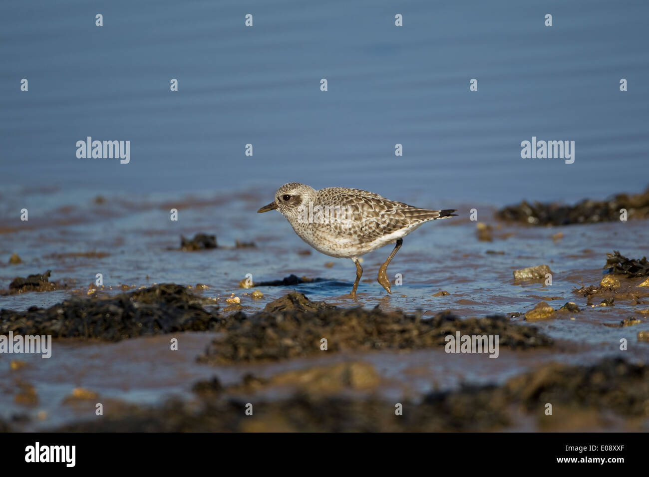 Grey Plover Pluvialis Squatarola wading in coastal inlet on mud flats ...