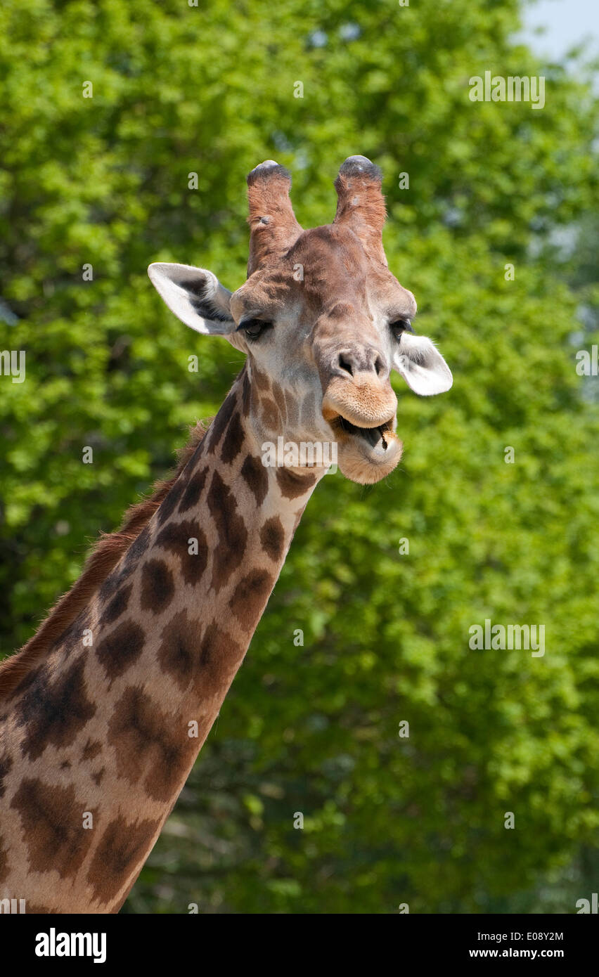 giraffe's neck and head Stock Photo - Alamy