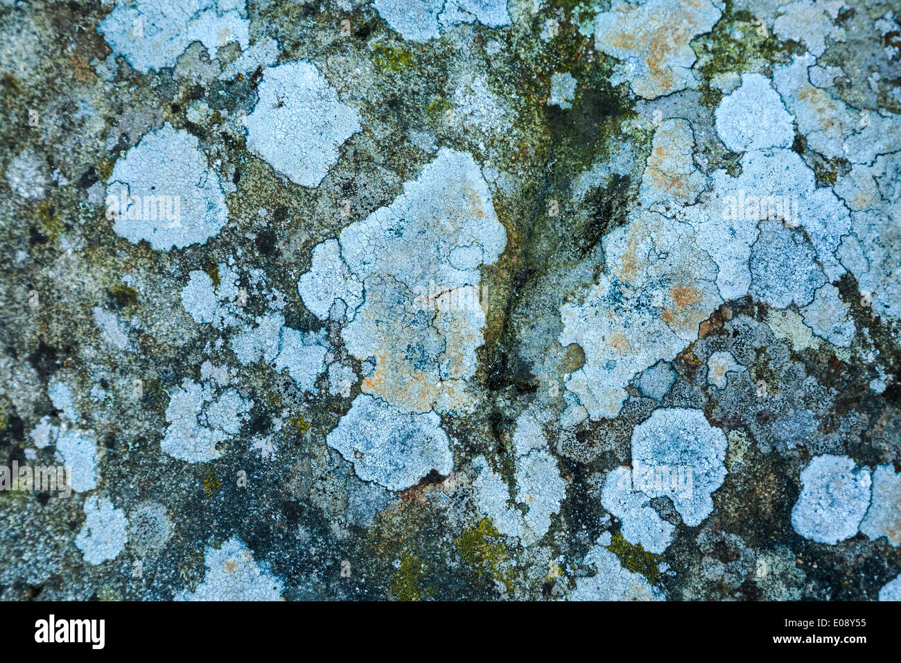 Lichen growth patterns hi-res stock photography and images - Alamy