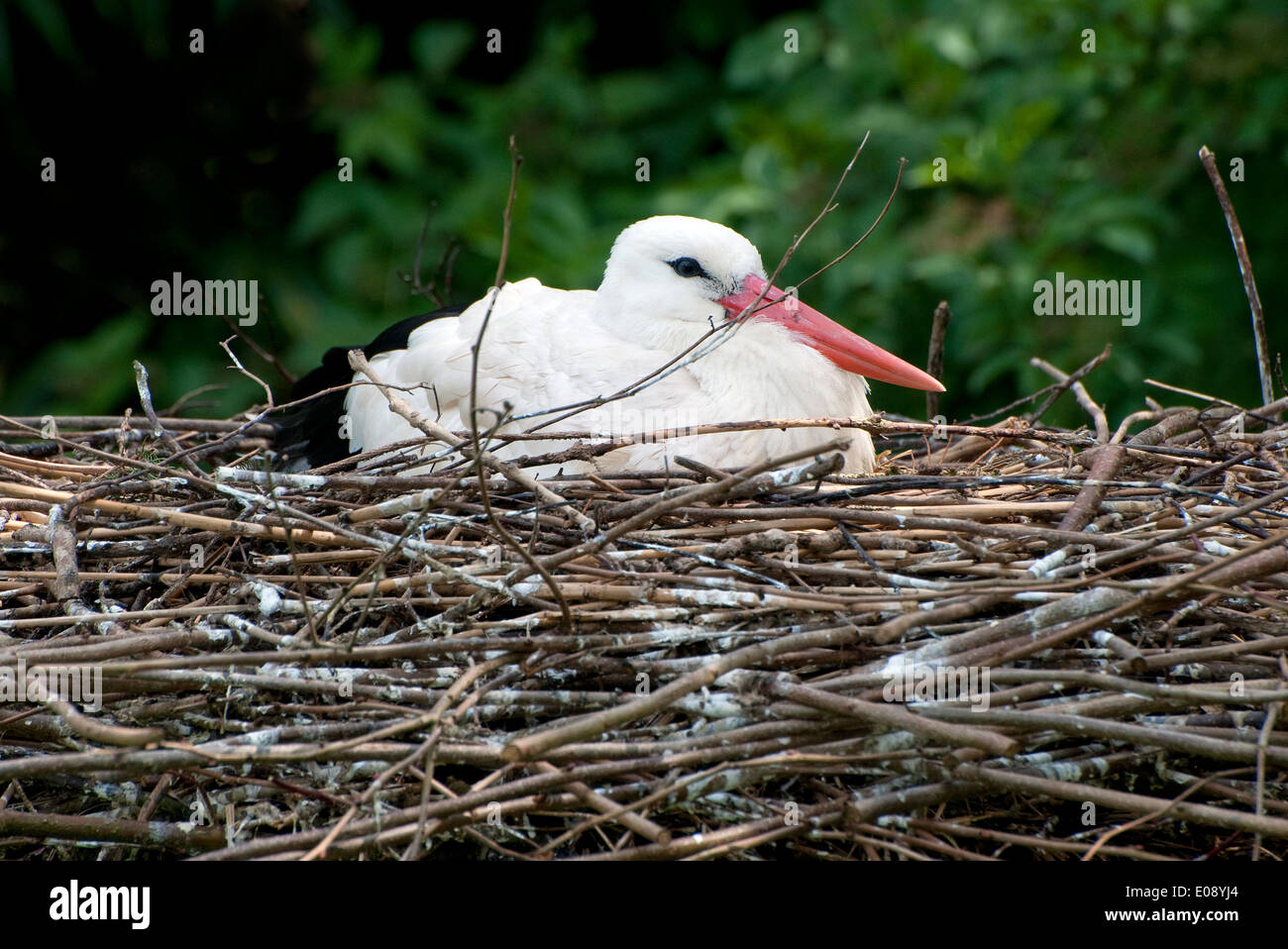 white stork sitting on nest, normandy, france Stock Photo - Alamy