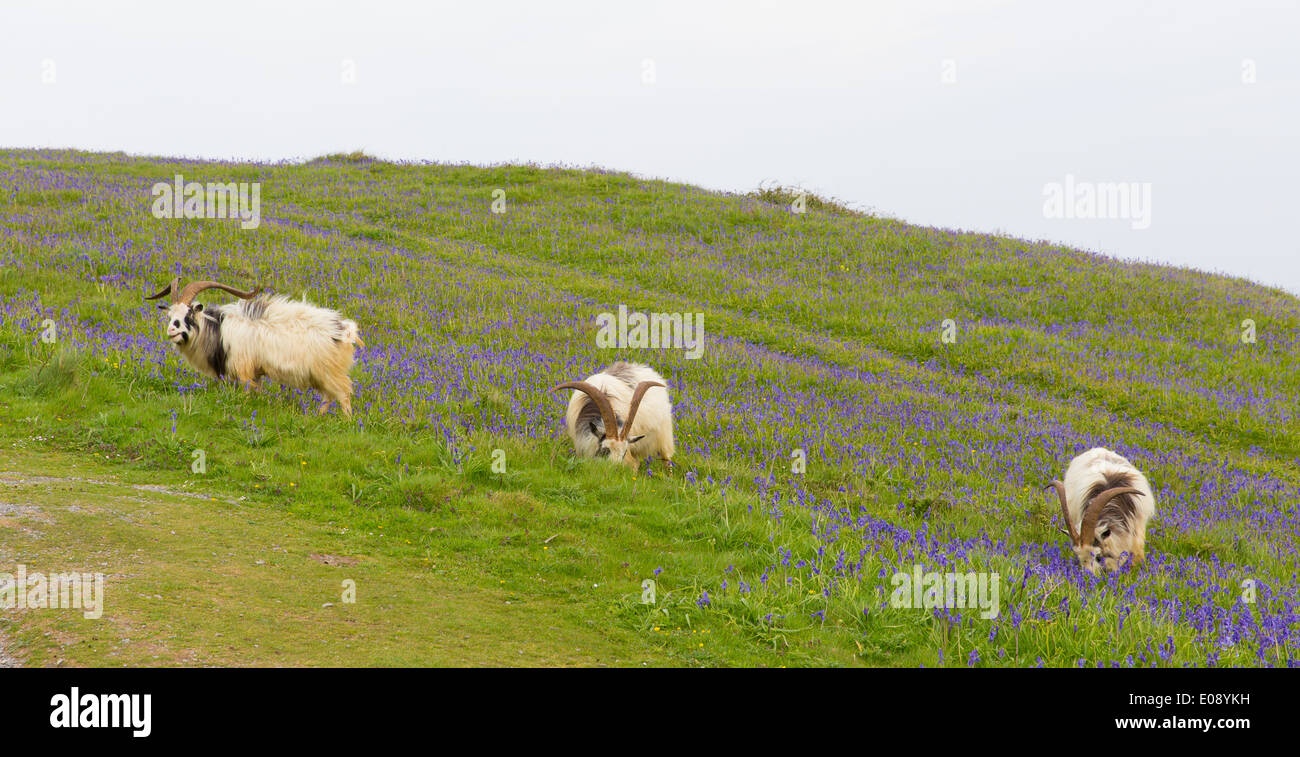 British Primitive goat breed large horns and beard white grey and black ...