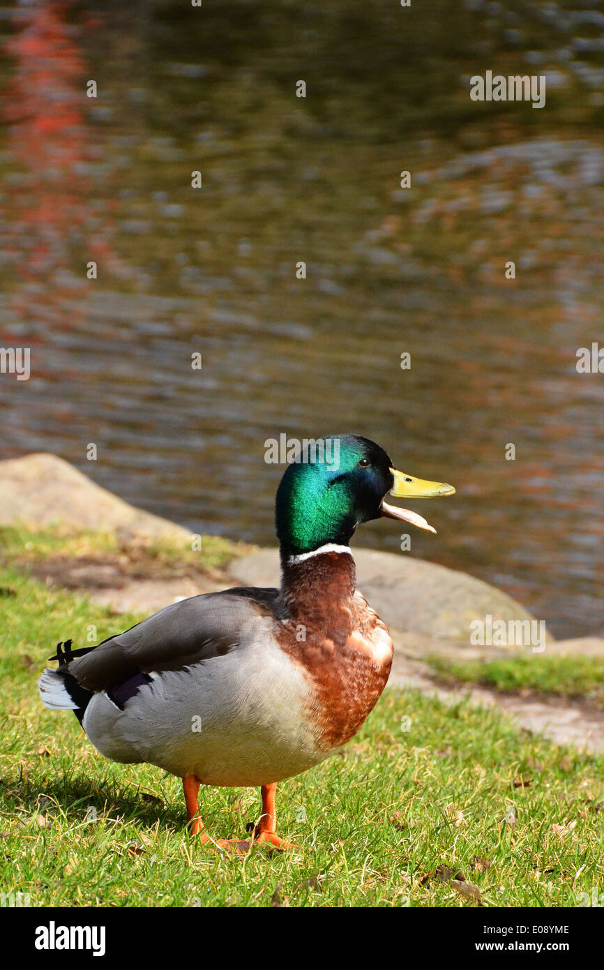 talking Duck in Helsingborg, Sweden Stock Photo - Alamy