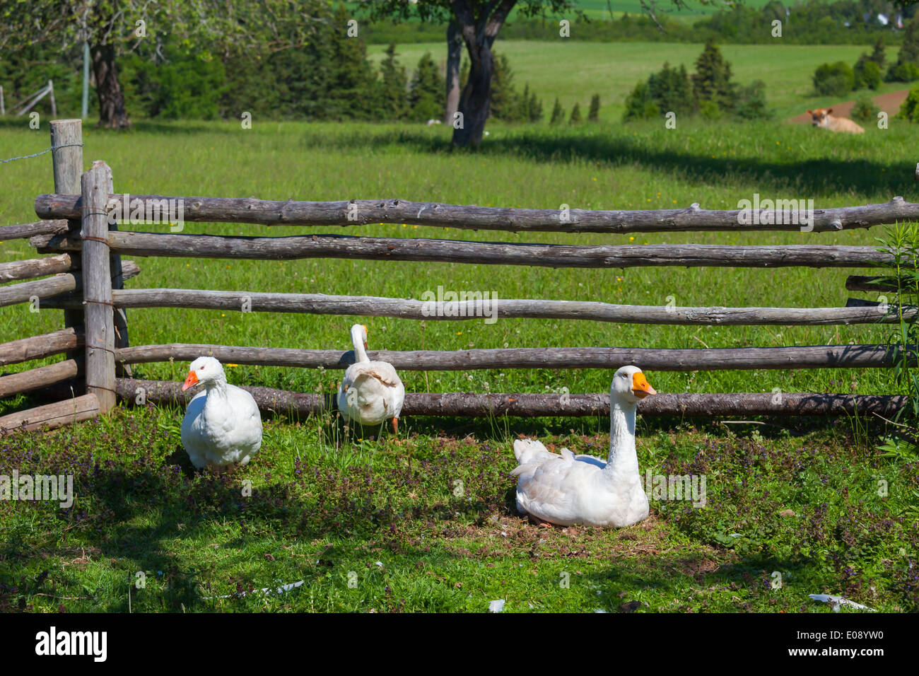 Farm geese within a fenced in barnyard enclosure Stock Photo - Alamy