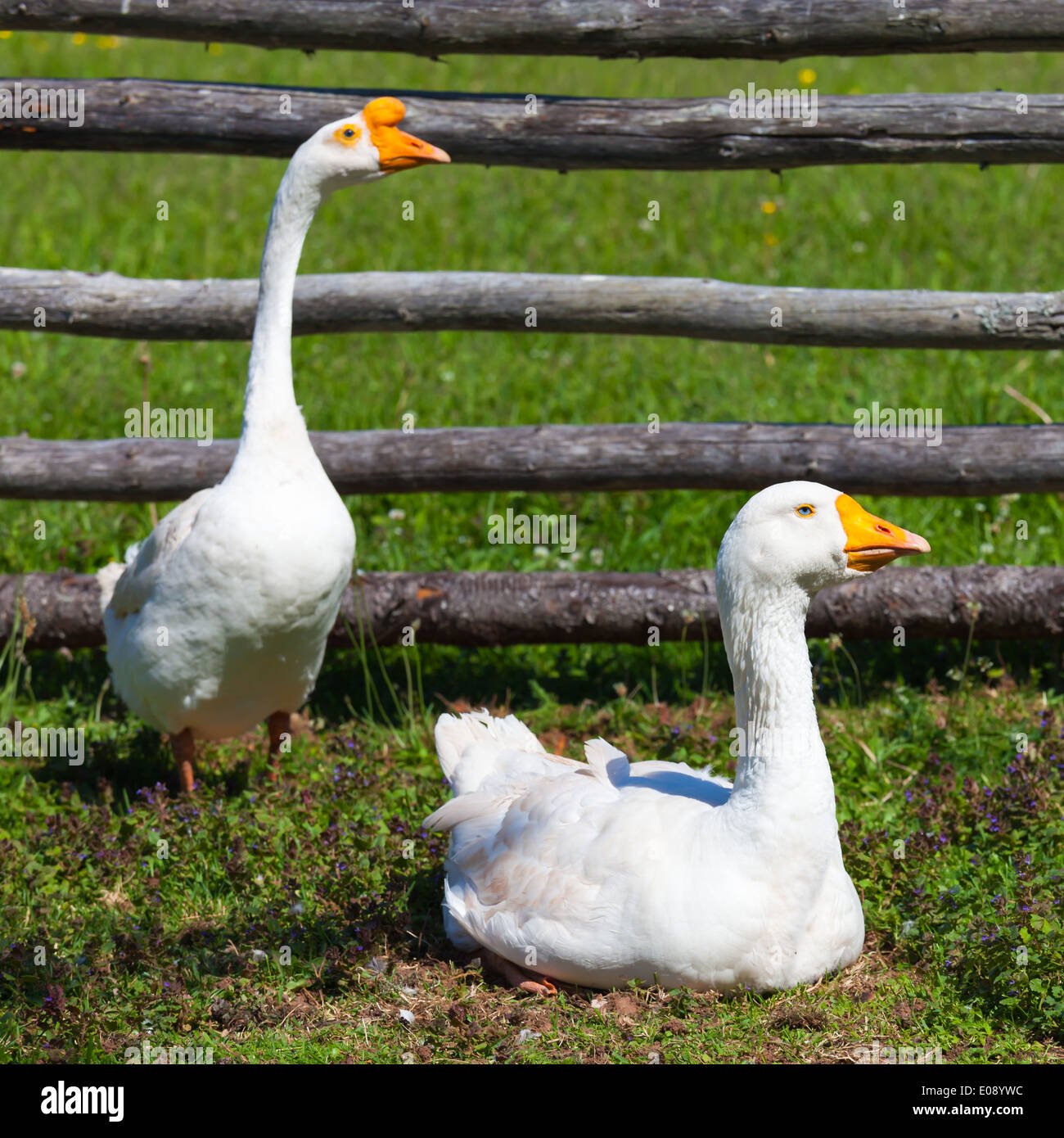 American barnyard grass hi-res stock photography and images - Alamy