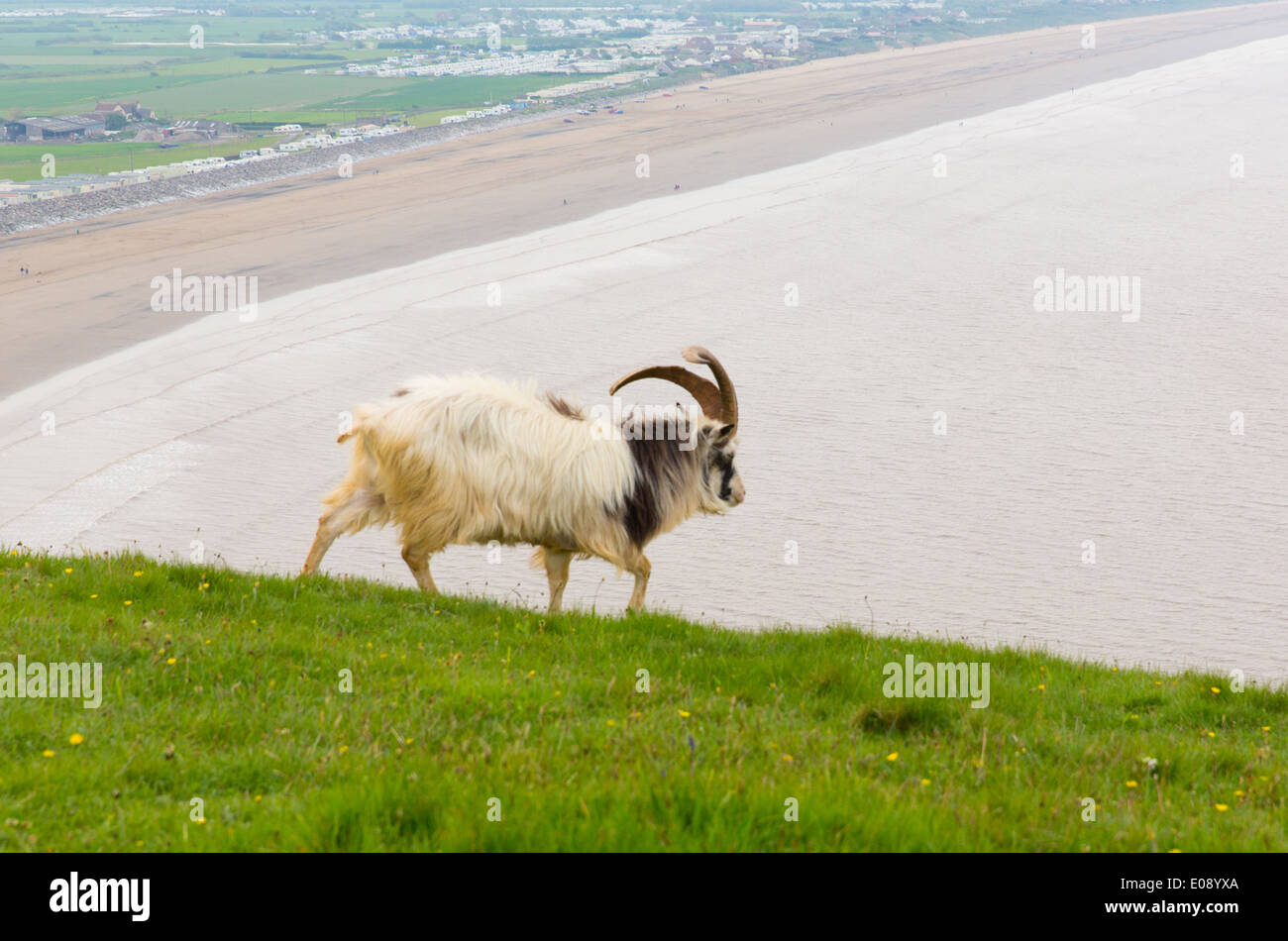 British Primitive Goat High Resolution Stock Photography and Images - Alamy