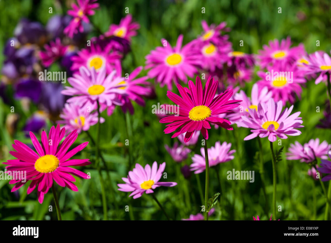 Pink painted daisies (Tanacetum coccineum) in the summer garden Stock ...