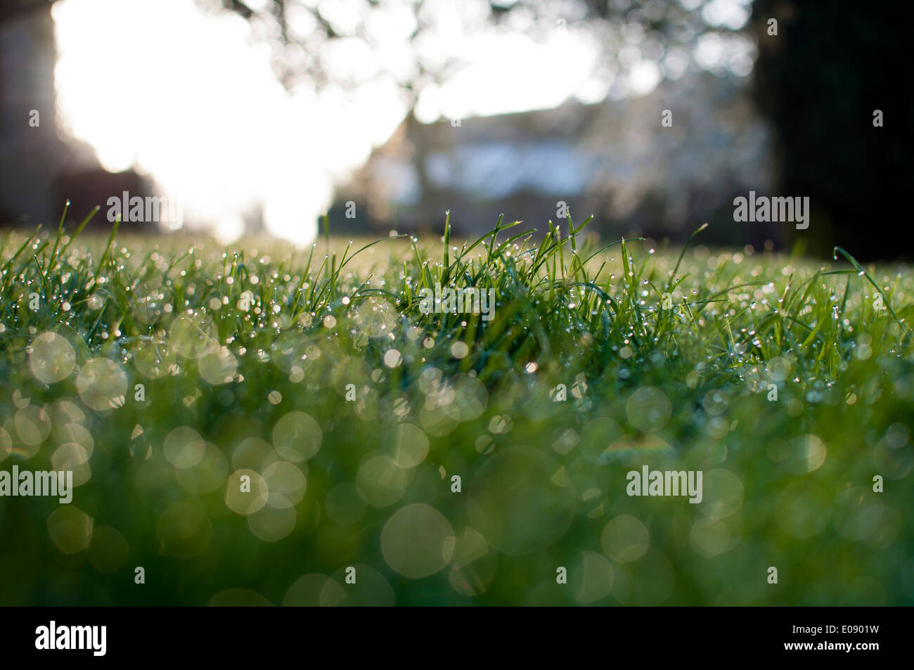 Grass low angle view hi-res stock photography and images - Alamy
