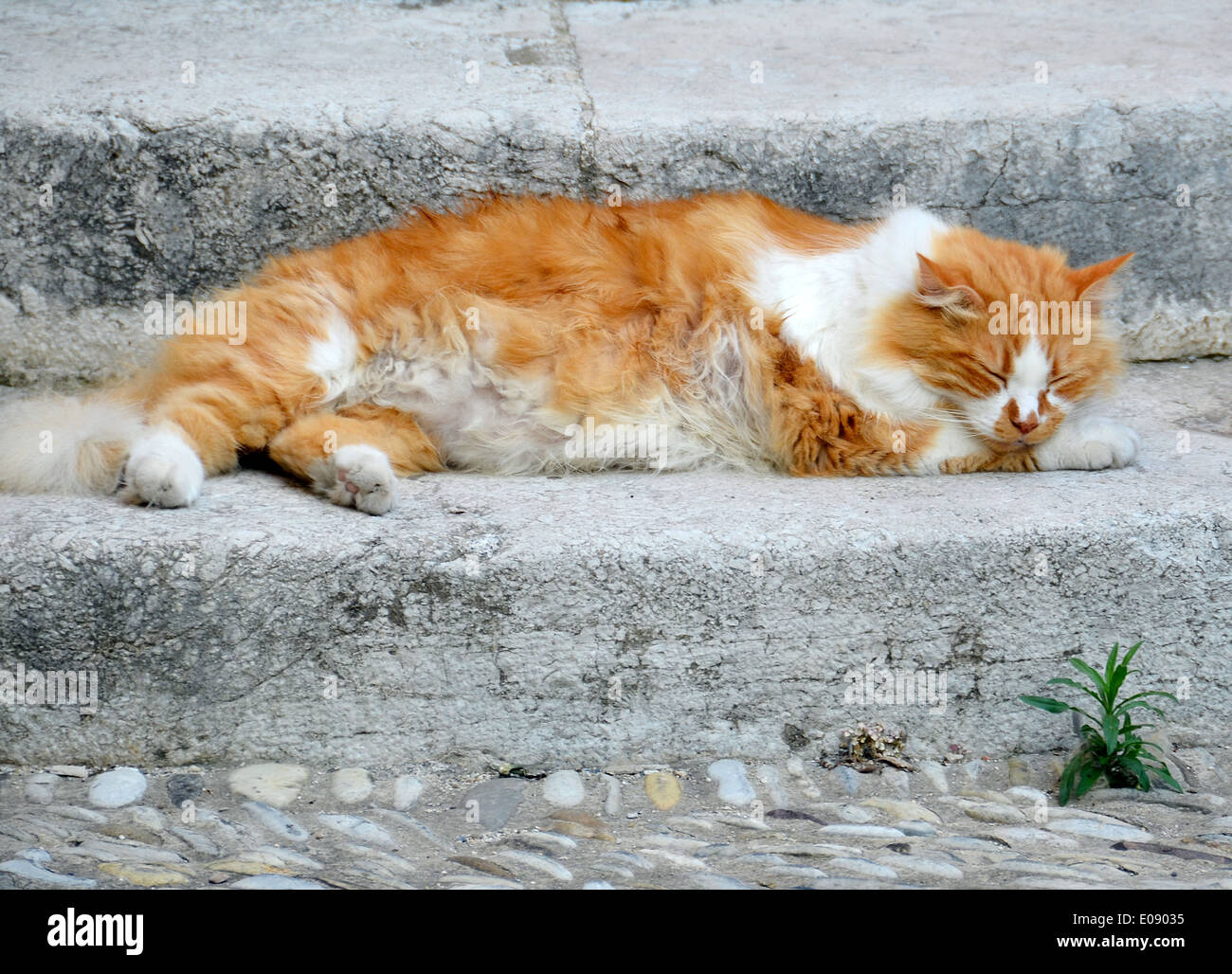 Nice cat france hi-res stock photography and images - Alamy
