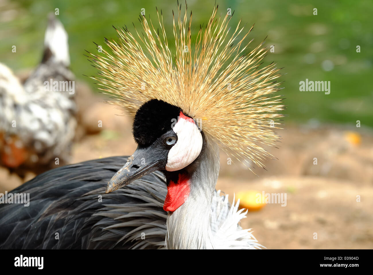 Spiky hair hi-res stock photography and images - Alamy