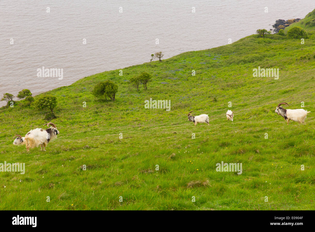 British Primitive goat breed large horns and beard white grey and black ...