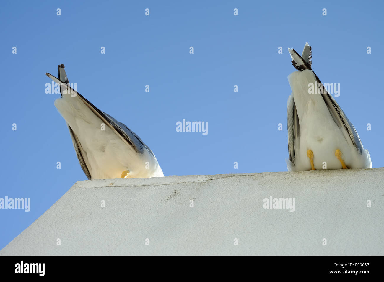 Hanging Over The Edge High Resolution Stock Photography and Images - Alamy