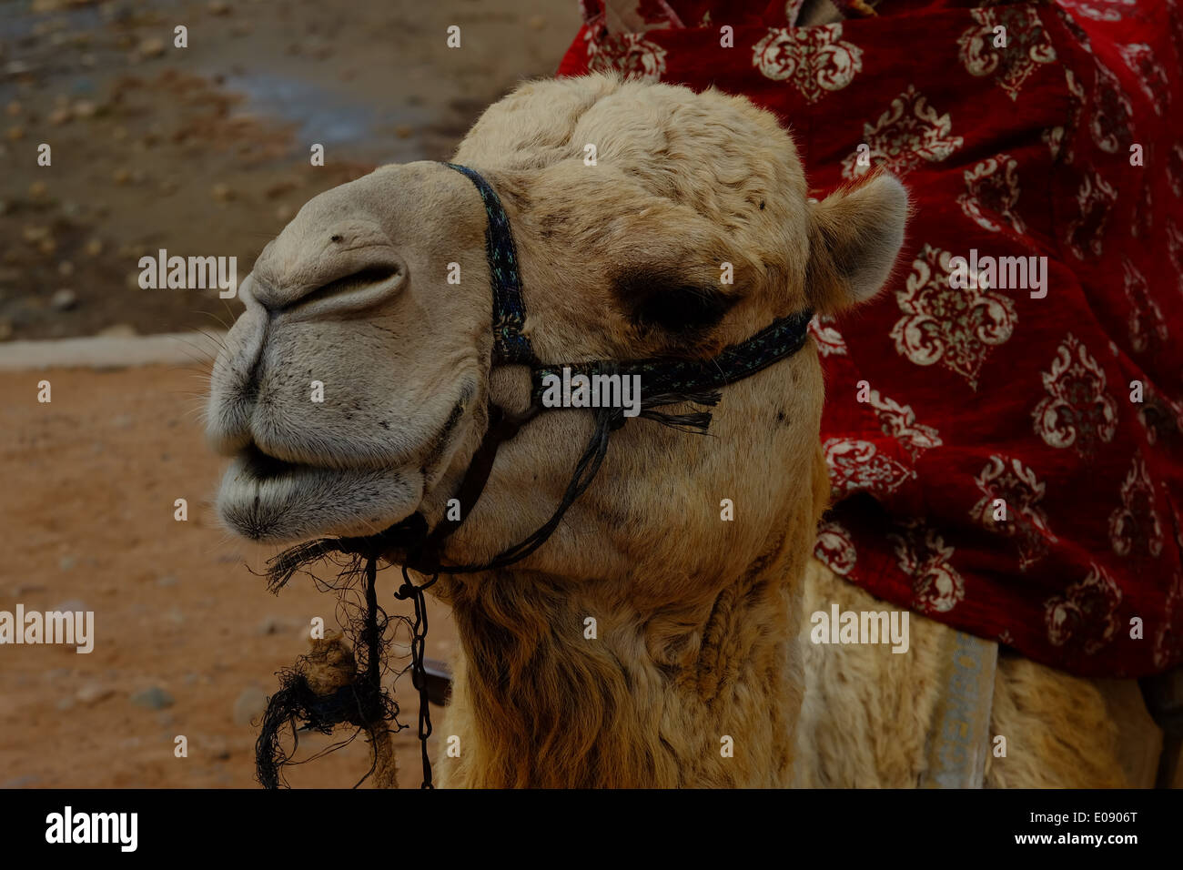 One hump camel hi-res stock photography and images - Alamy