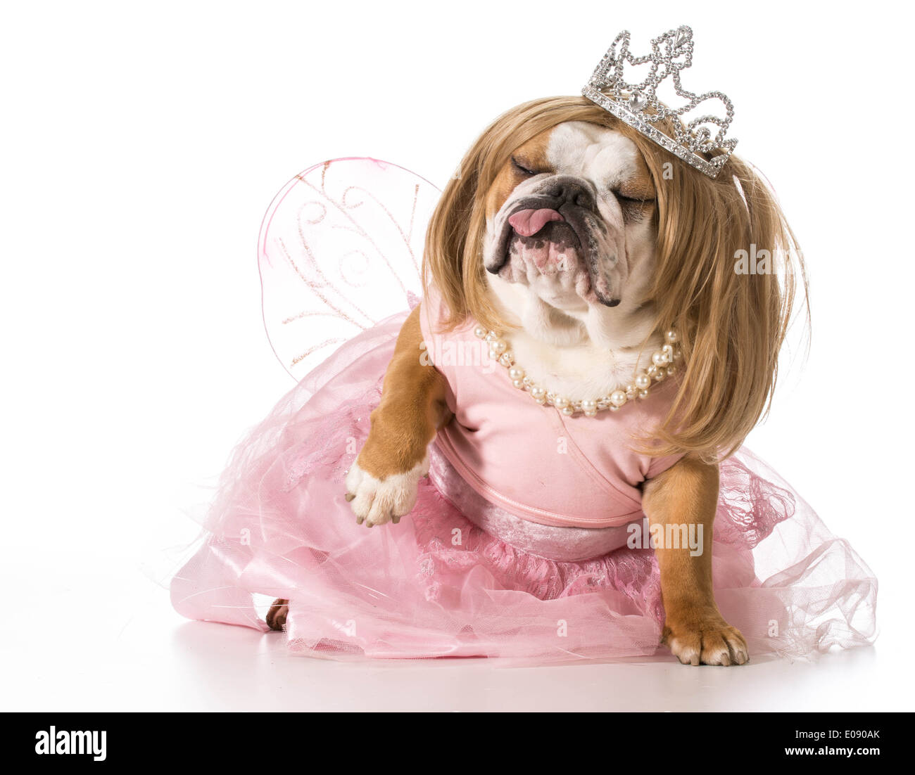 spoiled dog - english bulldog wearing princess costume Stock Photo - Alamy